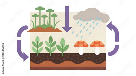 Carbon Cycle Diagram Decomposition Illustration Showing The Water Cycle And Plant Growth In A