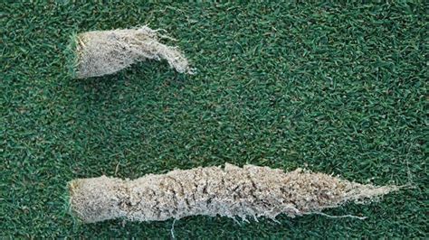 Pythium Root Dysfunction NC State Extension