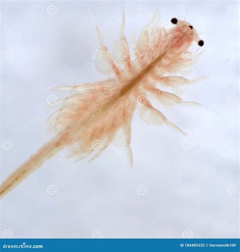 Artemia Or Artemia Salina Is A Genus Of Aquatic Crustaceans Also Known