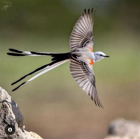 Wondershots Scissor Tailed Flycatcher Scissortail Bird Scissortail