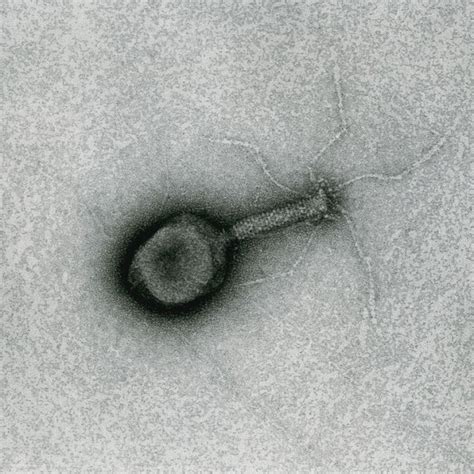 박테리오파지 주생물나라