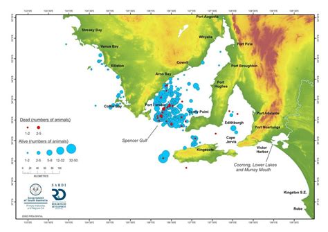 Cetacean Interactions And Their Observed Status Alive Dead Following Download Scientific