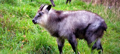Definitive Guide To Markhor Facts Habitat Conservation Status Zoo