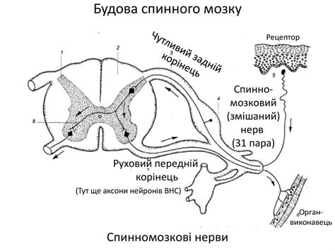 Будова і функції спинного мозку презентация онлайн