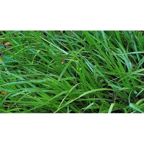 Bahia Seed Processors 13700217 Argentine Bahia Grass Seed Coated 40 Lbs Buy Now