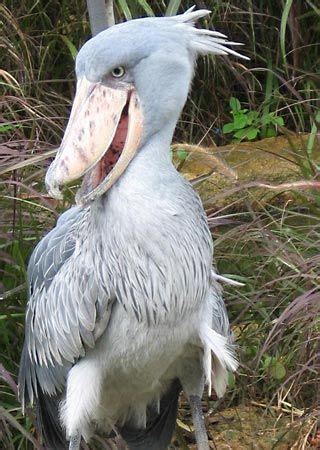 Shoebill Giant Wader African Stork Wetlands Britannica