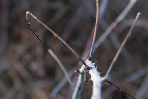 Day 8365 Prickers 2 Chris Flickr