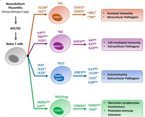 Schematic Illustration Elucidating The Expression Pattern Of T Cells Download Scientific