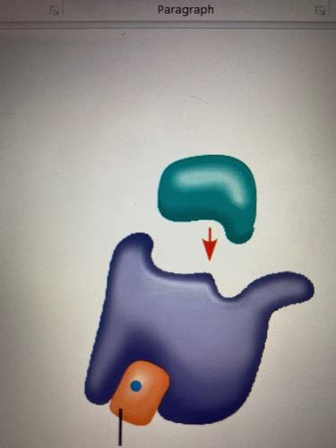 Exam 2 Bio Metabolism Flashcards Quizlet