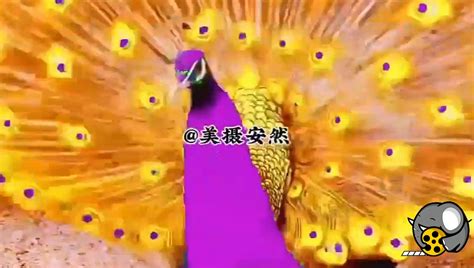 زیباترین طاووس های جهان فیلو