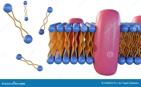 3d Rendering Of Lipid Monolayer On Archaea Membrane Stock Illustration Illustration Of