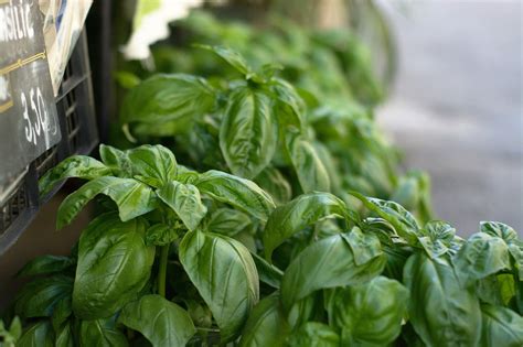 Basil Green Provence Free Photo On Pixabay Pixabay