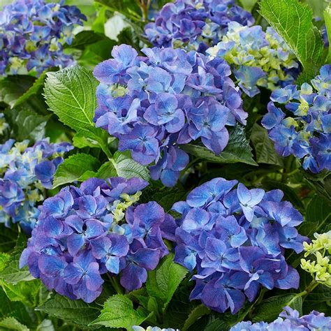 Buy Mophead Hydrangea Hydrangea Macrophylla Blue £1999 Delivery By Crocus