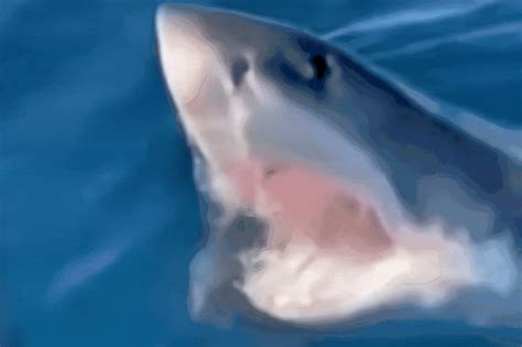 Shark Attack Animated 