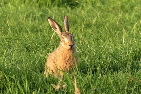 1 000 Free Hare And Rabbit Images Pixabay