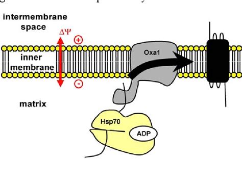 Figure 7 From The Essential Processes Of Fes Cluster Assembly And Mitochondrial Protein Import