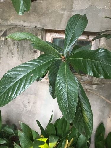 비파나무 Eriobotrya Japonica Picturethis