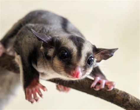 Jenis Warna Sugar Glider Satwagia