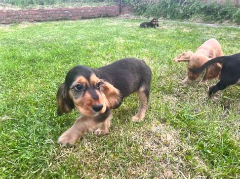 Show Cocker Spaniel Puppies Ready Now For Sale In Watford