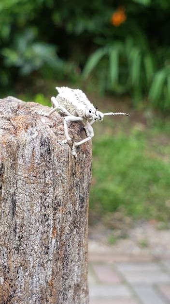 Premium Photo A Strange White Insect With A Hard Shell Resembling A White Beetle
