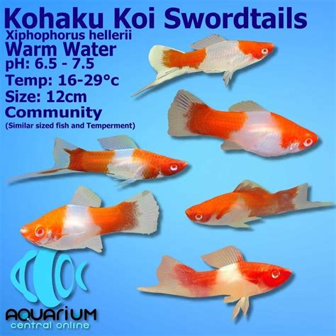 Swordtail Fish Types