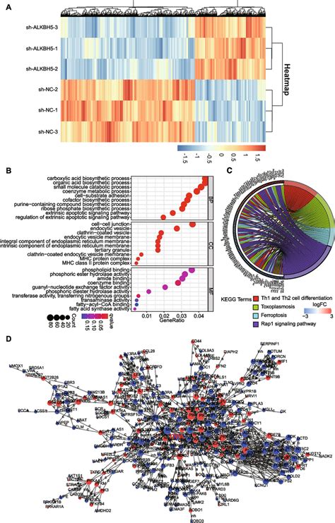 Identification Of Potential Targets Of Alkbh5 In Kasumi 1 Cells A The