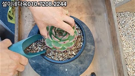 다육이 분갈이 함께해요설이네다육설이네다육 밴드에 놀러오세요 Youtube