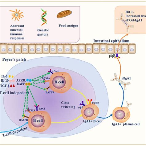 Mucosal Immune Anatomy Of Iga Responses And The Multi Hit Model Of