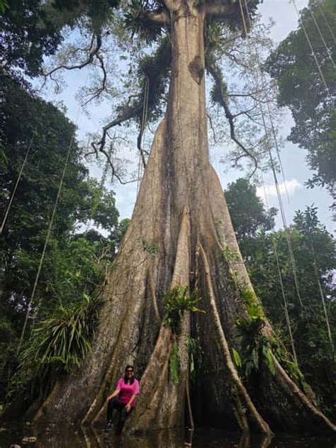 Iquitos Jednodniowa Wycieczka Po Amazonii Z Dziką Przyrodą Getyourguide