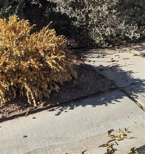 Is This Shrub Dead Rhomemaintenance