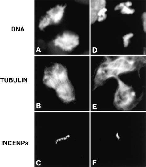 Chromosomal Proteins And Cytokinesis Patterns Of Cleavage Furrow