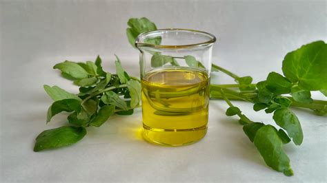 Pigments In Botanical Oils The Lipid Oils Academy