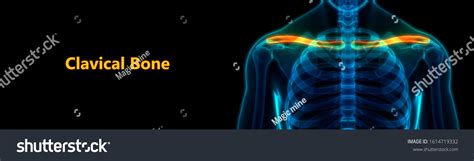 Human Skeleton System Clavicle Bone Joints Stock Illustration