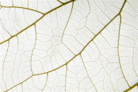 Premium Photo Leaf Background