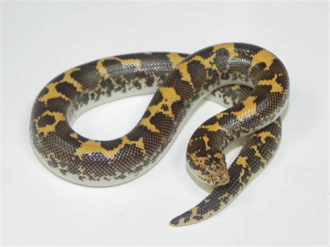 Kenyan Sand Boa For Sale