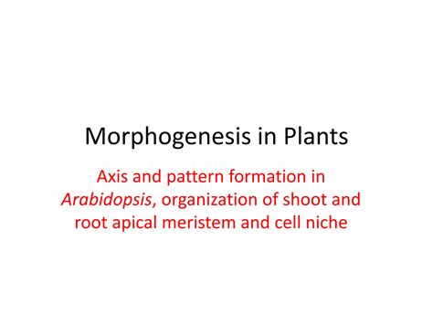 Solution Morphogenesis In Plants Studypool
