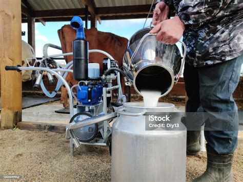 수컷 밀크맨은 젖소를 짜기 위한 자동화 된 장치의 도움으로 젖소에서 신선한 우유를 붓습니다 유제품 생산 및 환경 제품의 개념