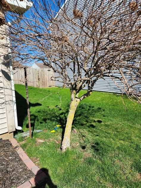 How To Prune Hydrangea Tree Rgardening