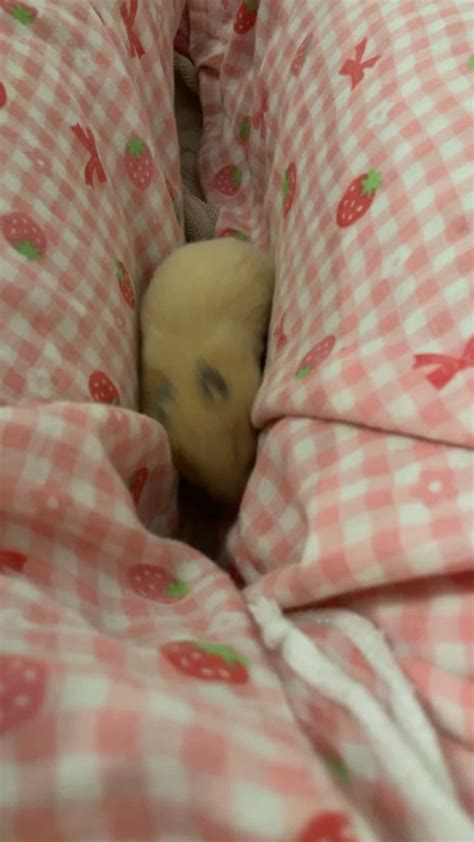 Miss Cereal Frooty Loops Being Very Interested In My Legs R Hamsters