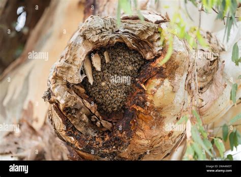Bee Hive In A Red Gum Tree Hollow On A Farm In Australia Native Bee Hive With Honey Stock Photo