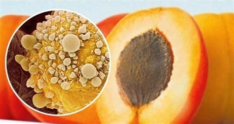 თუ გიყვართ ატამი შეწყვიტეთ რასაც არ უნდა აკეთებდეთ და წაიკითხეთ სტატია Gemrielia Ge