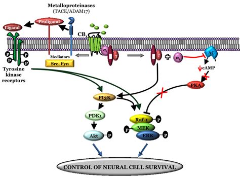 A Cannabinoid Receptors Cb1