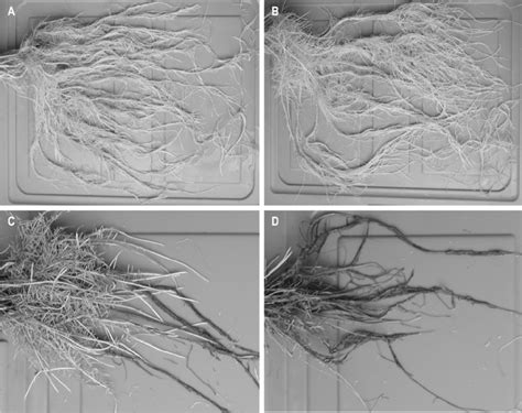 Root Systems Of Soybean Plants Grown In A Hydroponic System At 38 Days Download Scientific
