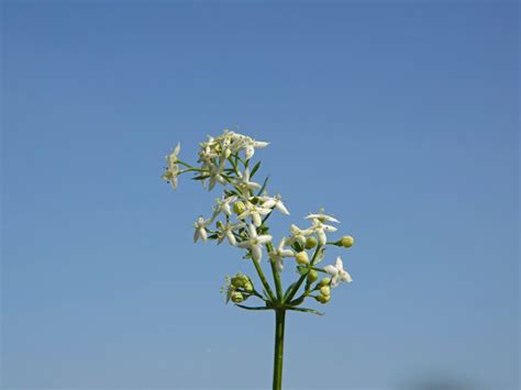 Glad Walstro Natuurgebieden In Beeld