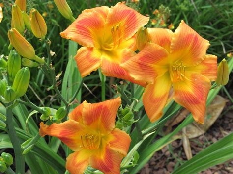 The Plant Doctor Answers About Daylily Care Leaf Miner