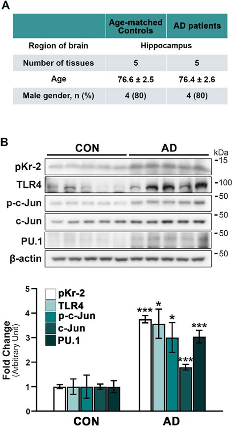 Upregulation Of Pkr 2 Tlr4 And Tlr4 Transcription Factors In Download Scientific Diagram