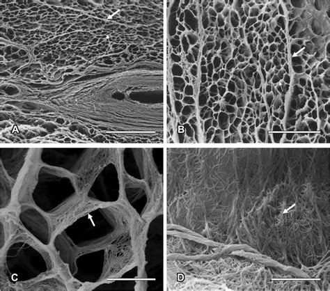 Heart Cell Under Microscope