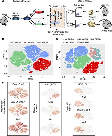Jci Insight Single Cell Transcriptomics Based Macspectrum Reveals Macrophage Activation