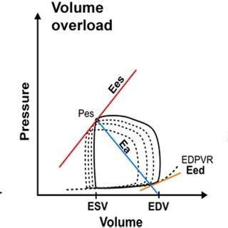 Graphical Representation Of RV Pressurevolume Relationships In A Download Scientific Diagram