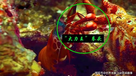 皮皮虾是外星物种？做完实验后，科学家发现它全身黑科技人类